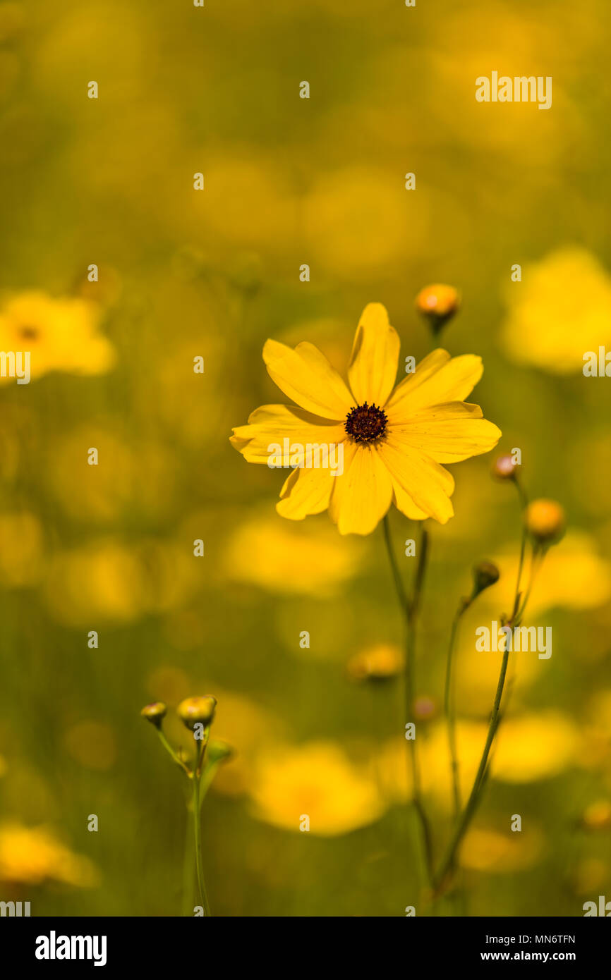 Closeup of Yellow Florida Tickseed (Coreopsis floridana) in bloom in ...