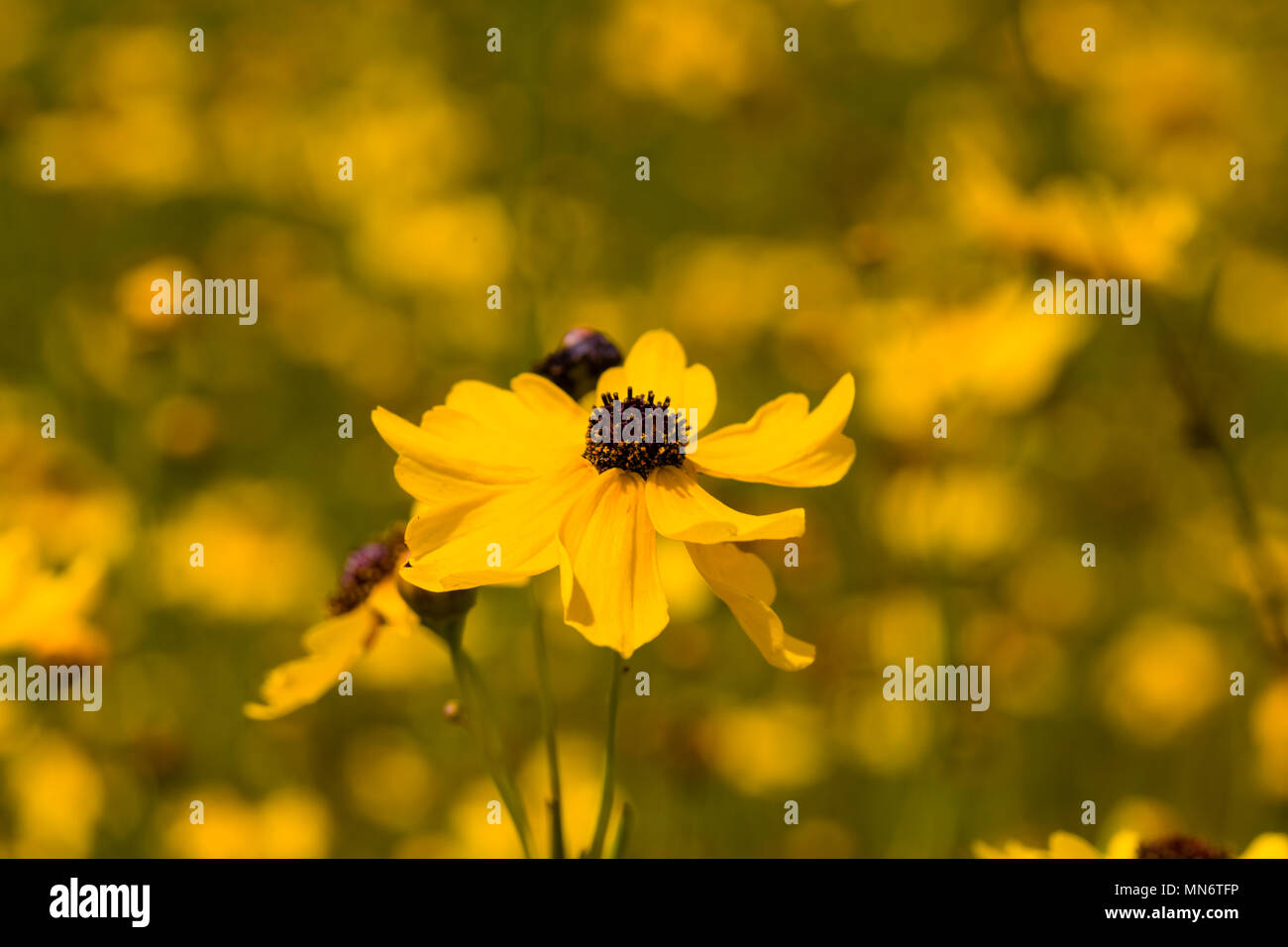 Closeup of Yellow Florida Tickseed (Coreopsis floridana) in bloom in ...