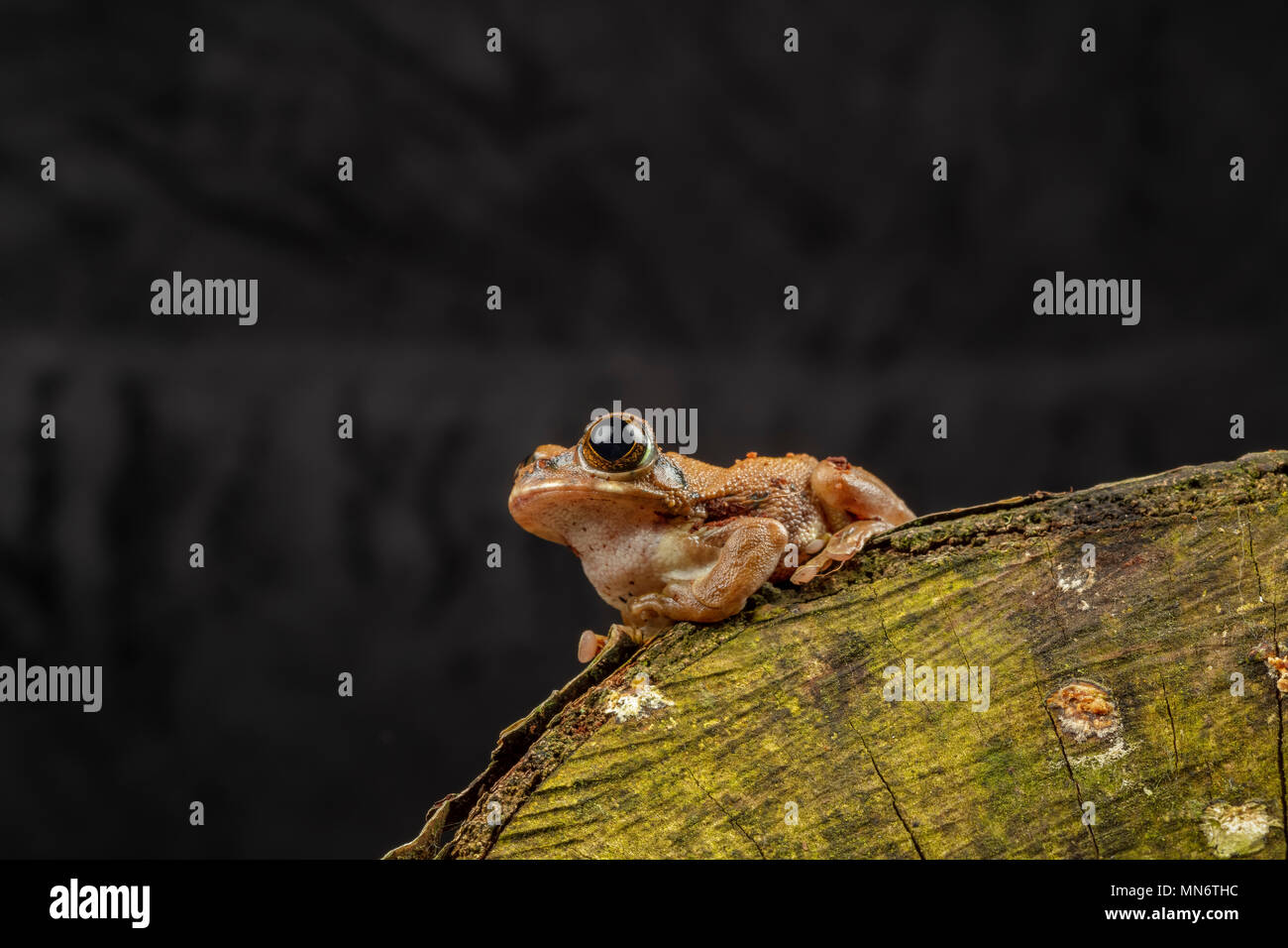 Tree Frog on log Stock Photo - Alamy