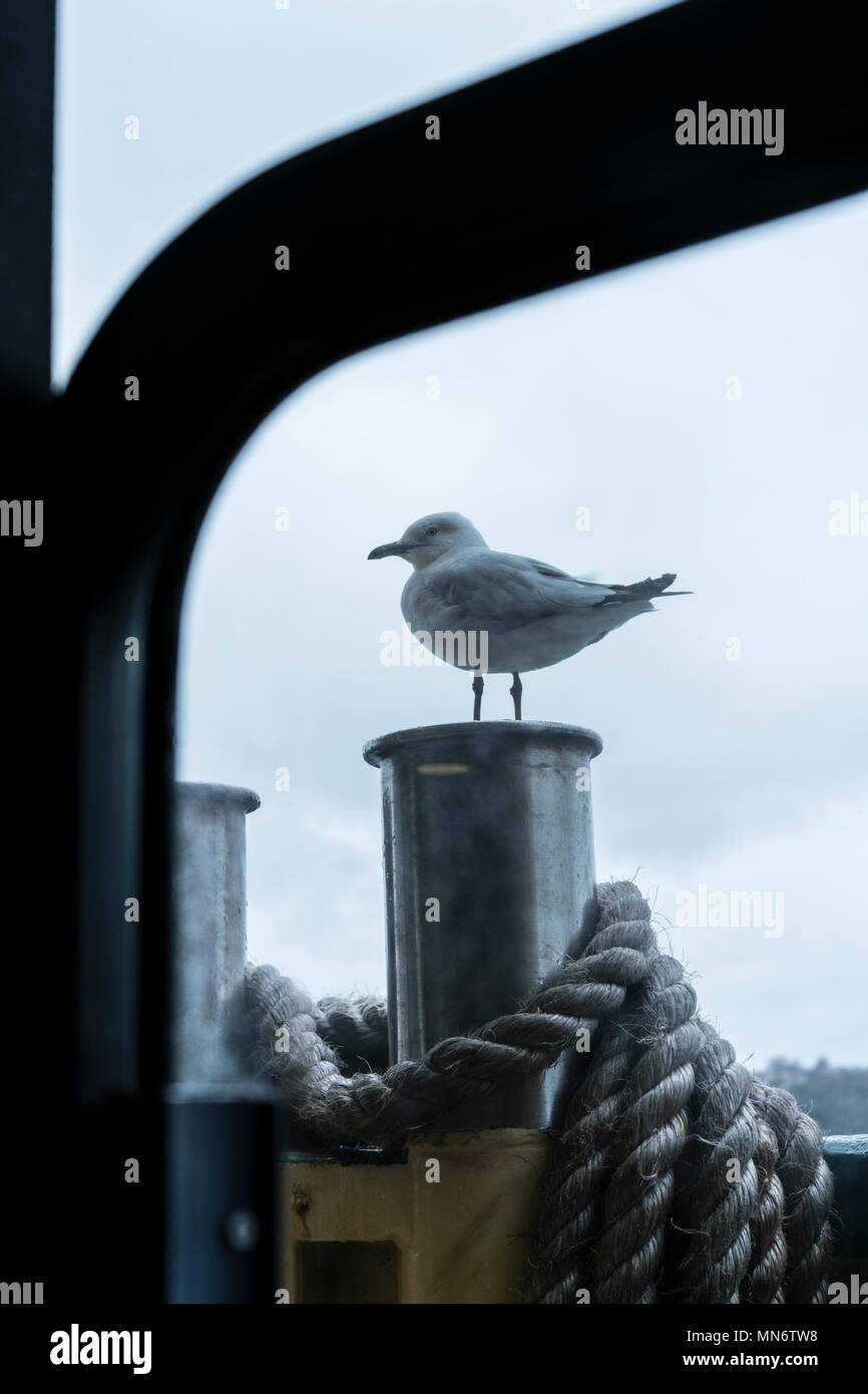 Seagull window hi-res stock photography and images - Alamy