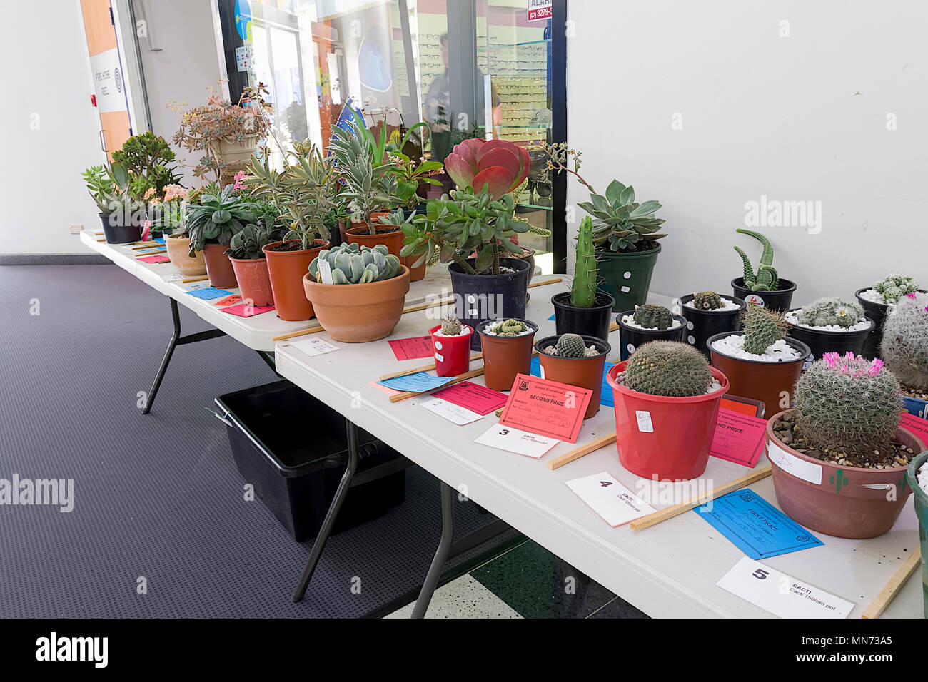 Dozens of cactuses on display in local shopping centre attracted many ...