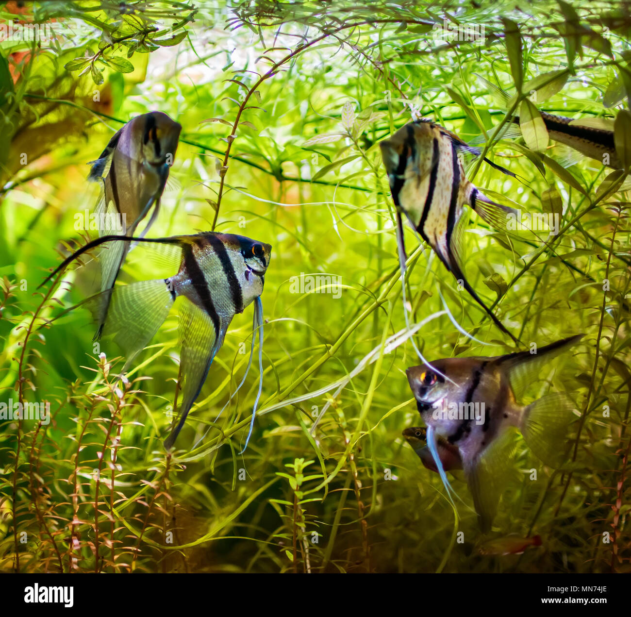 Black striped angelfish hi-res stock photography and images - Alamy