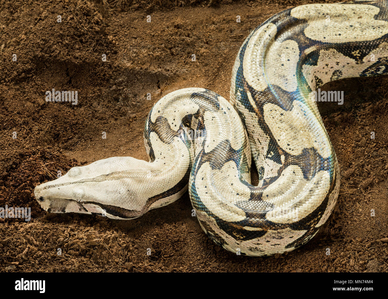 Close up of Boa constrictor constrictor – Surinam Guyana – female Stock ...