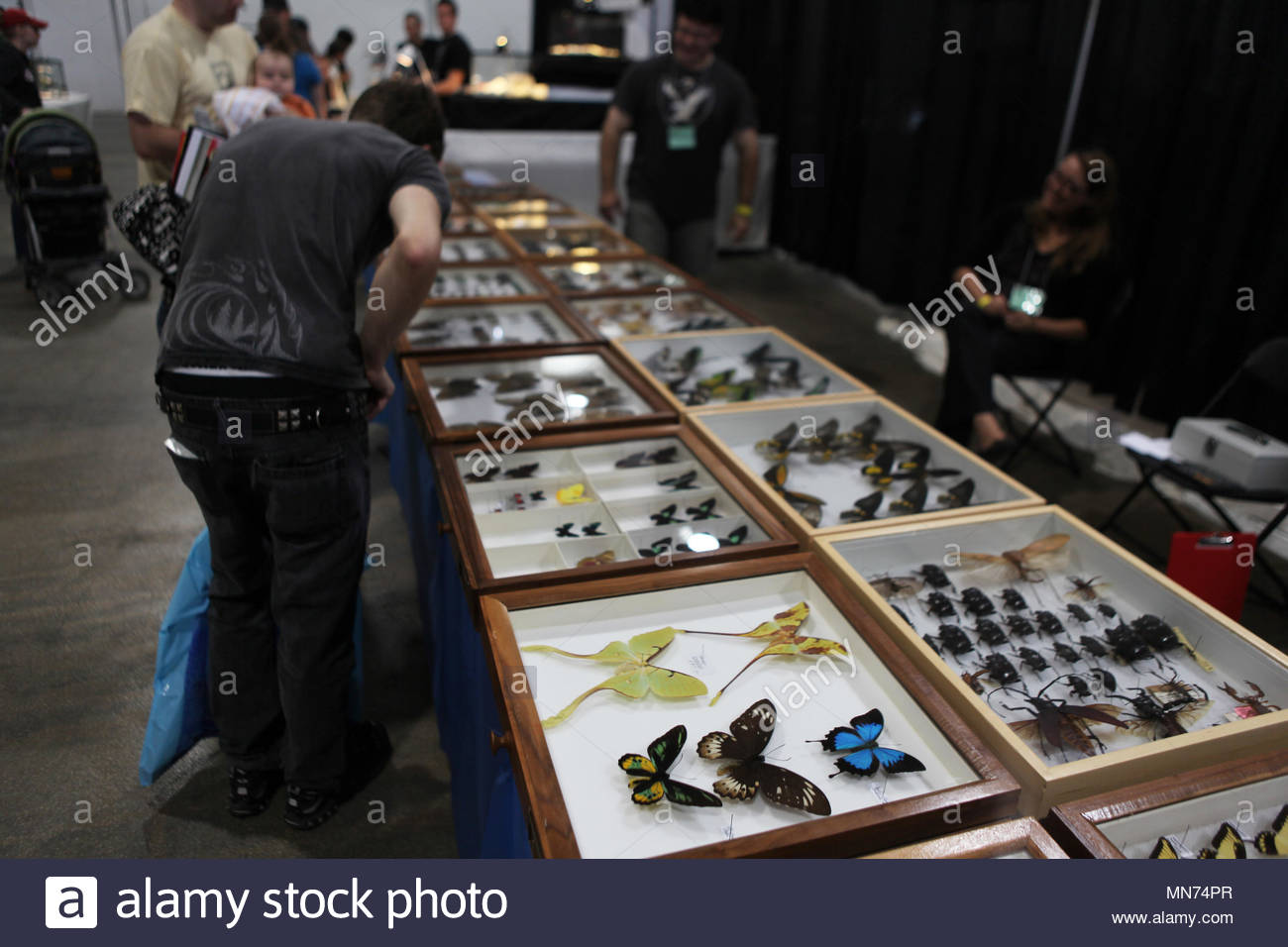 Animals Bugs Insects Collection Stock Photos & Animals Bugs Insects ...