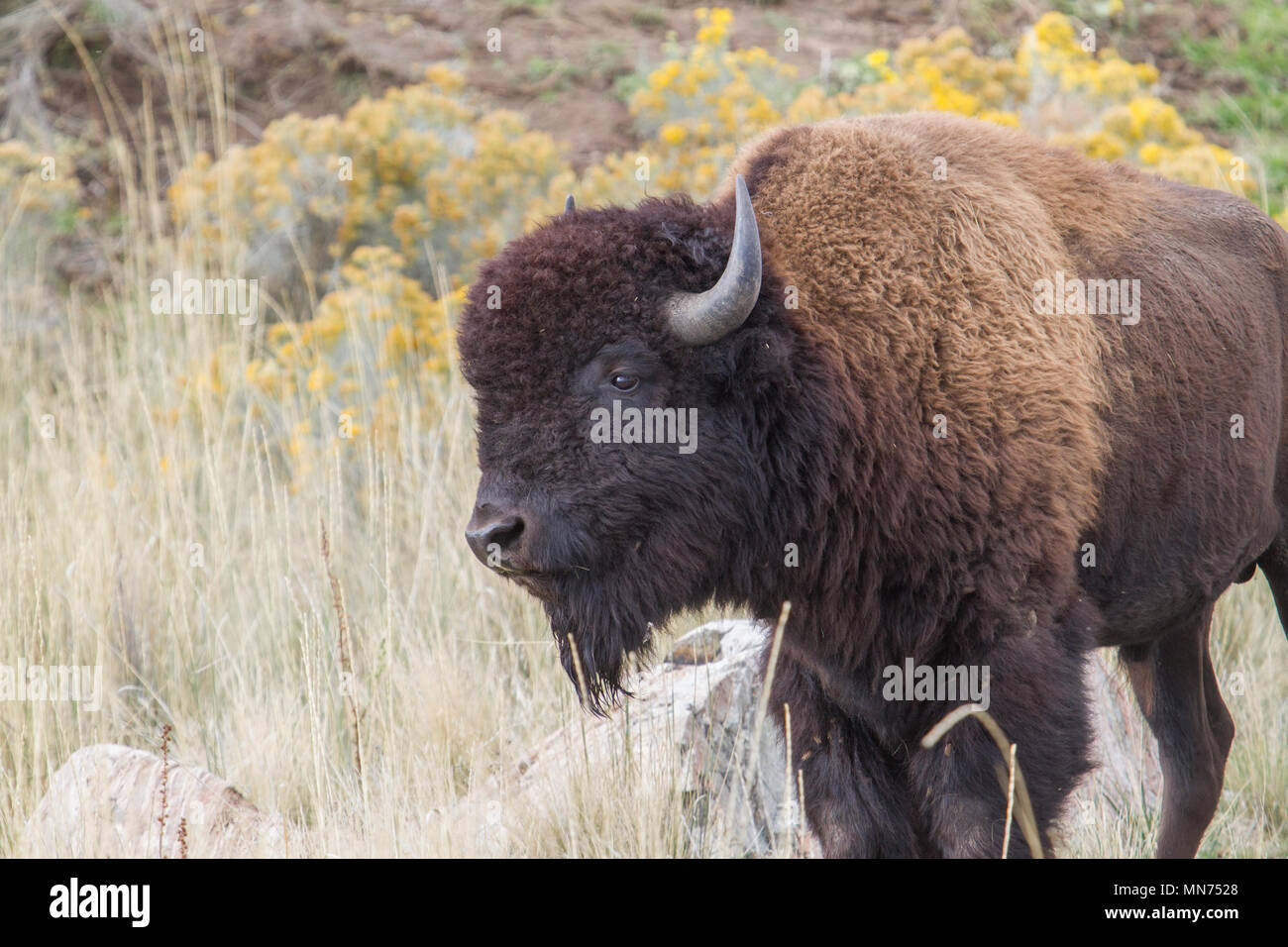 American bison buffalo bison bison hi-res stock photography and images ...