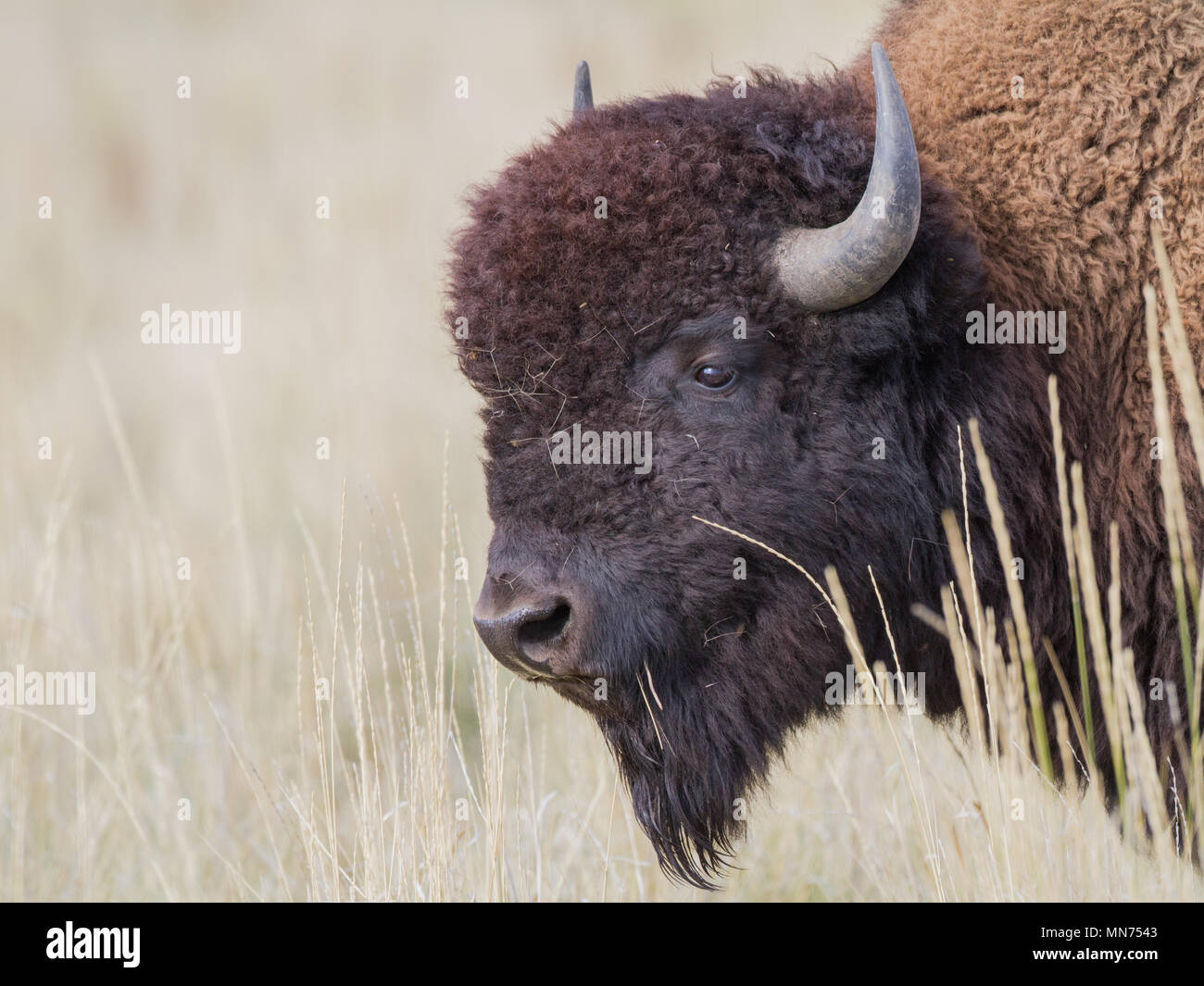 American bison bull hi-res stock photography and images - Alamy