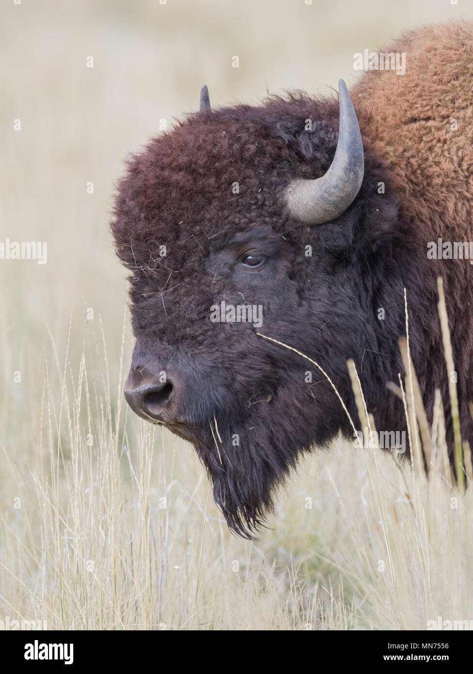 American bison hi-res stock photography and images - Alamy