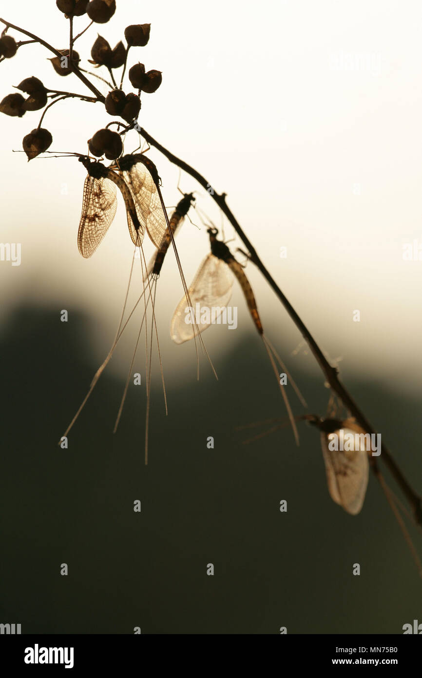 Mayfly trout hi-res stock photography and images - Alamy