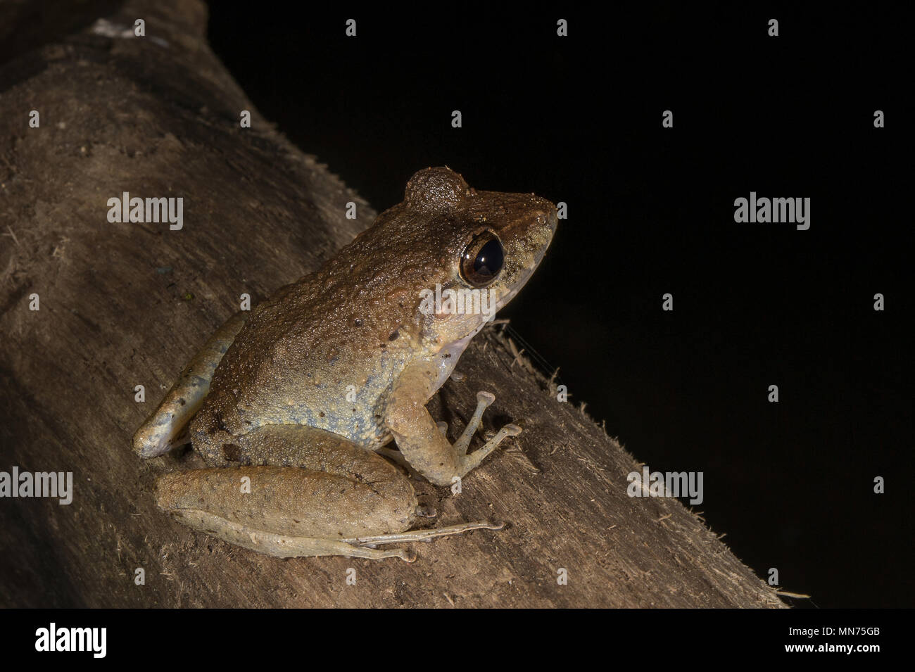 Slim-fingered Rain Frog, Craugastor crassidigitus, Craugastoridae ...