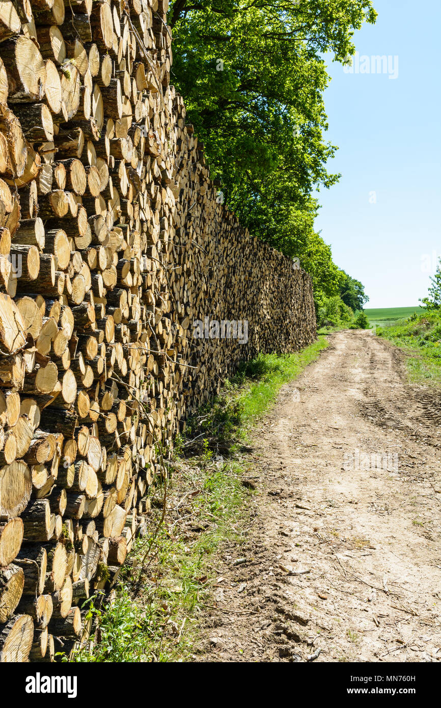 A wall of logs stacked neatly at the edge of a forest along a dirt ...