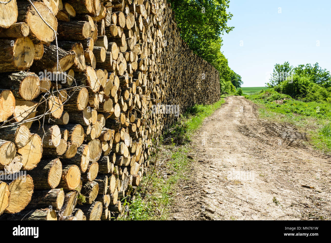 A wall of logs stacked neatly at the edge of a forest along a dirt ...