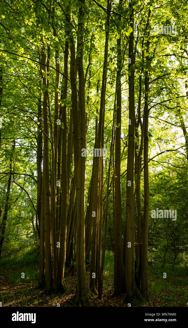 Coppice of tree hi-res stock photography and images - Alamy