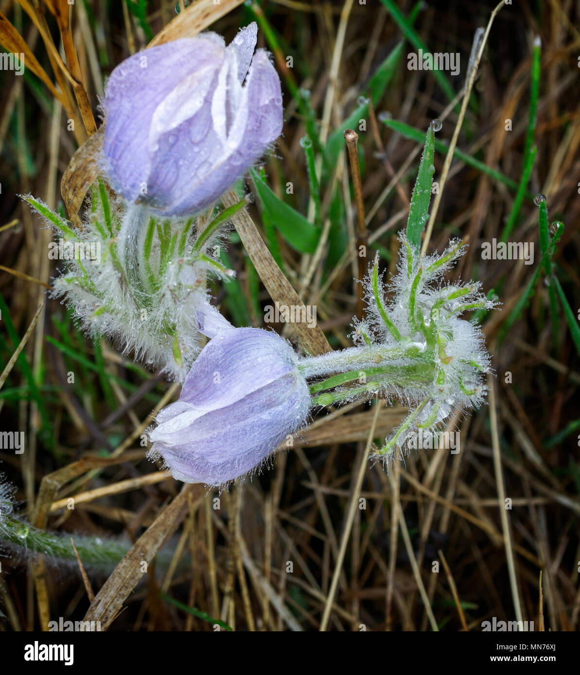 Purple flower subject hi-res stock photography and images - Alamy