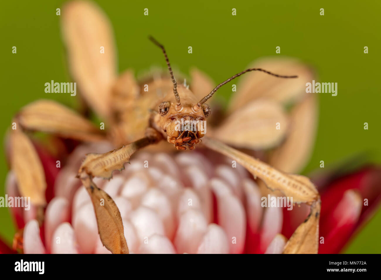 Stick insect close up hi-res stock photography and images - Alamy