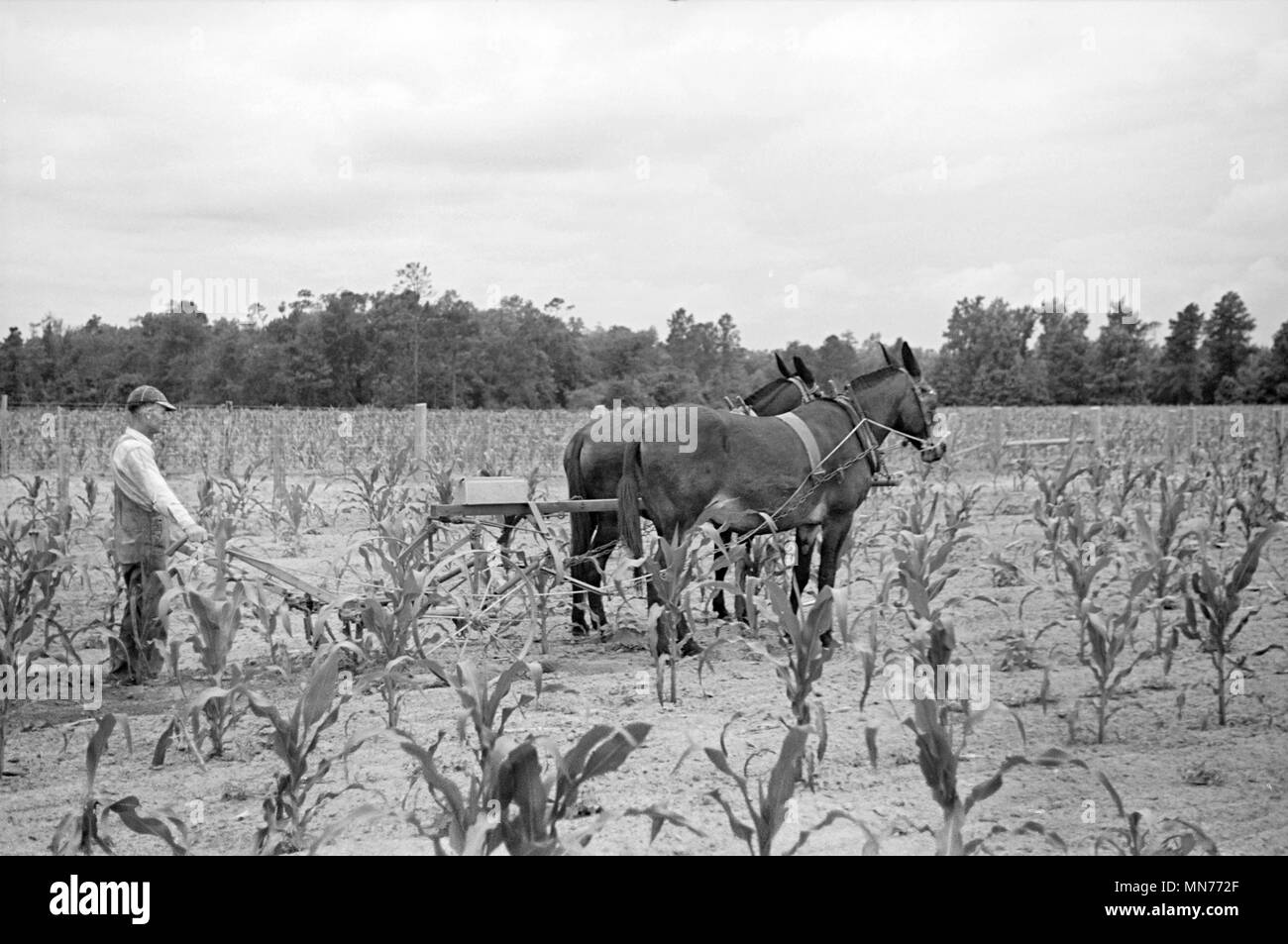 Man plowing black and white hi-res stock photography and images - Alamy