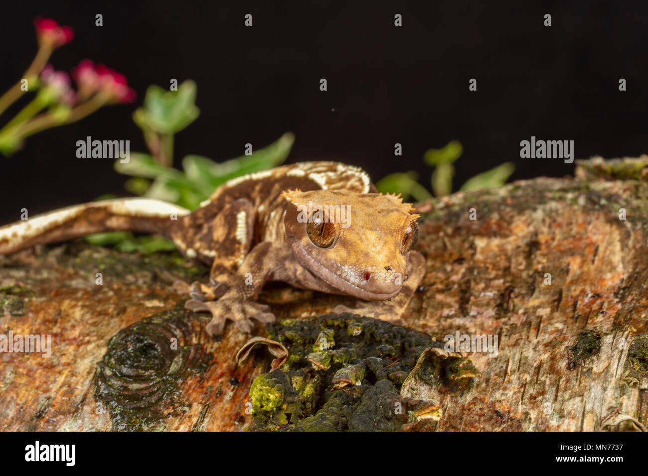 Lizard on log hi-res stock photography and images - Alamy