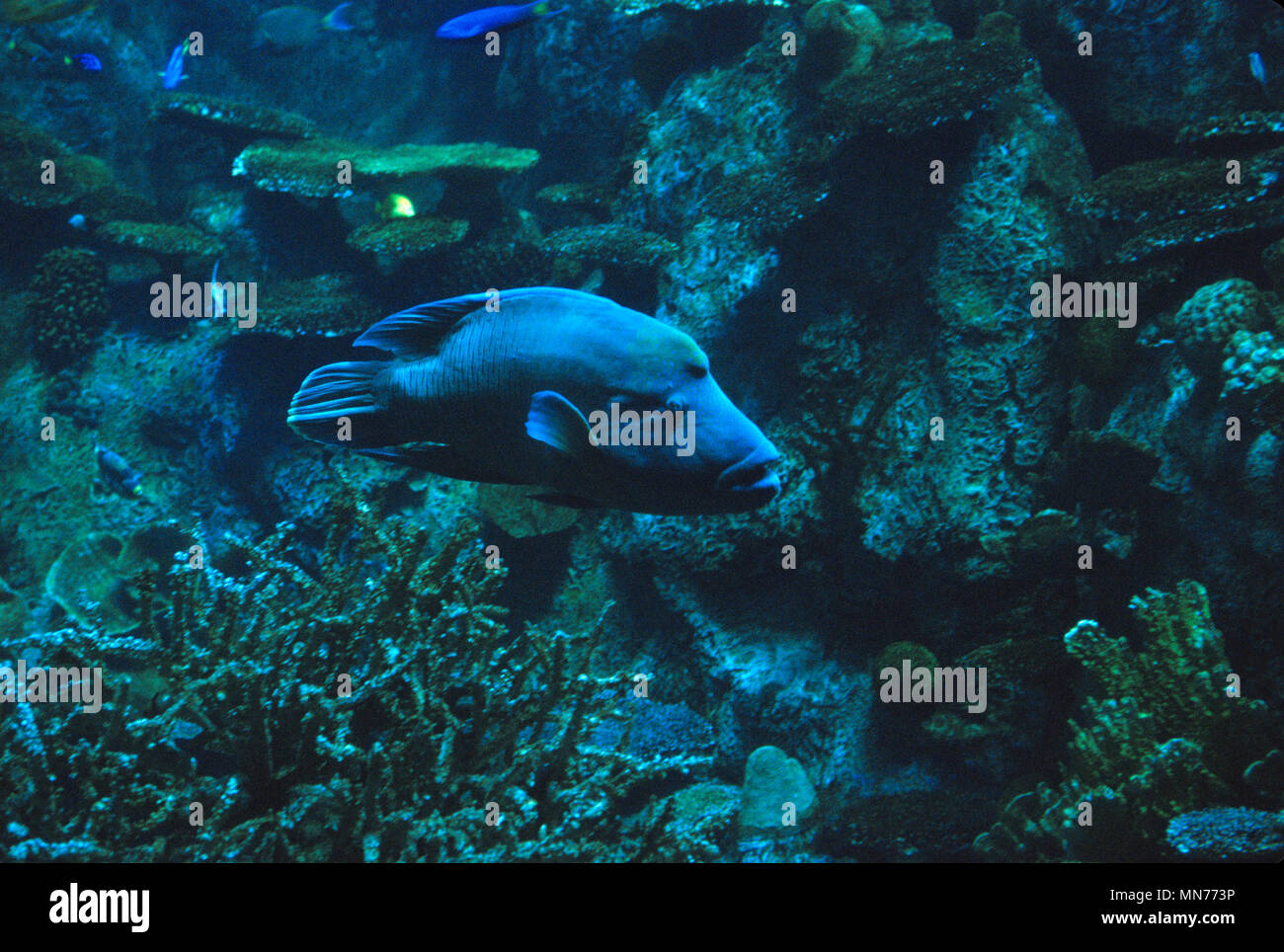 Colorful blue fish at Long Beach Aquarium of the Pacific in Southern ...