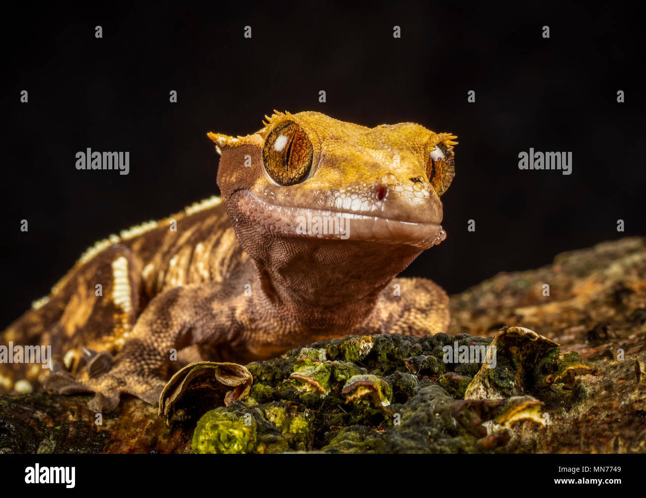 Lizard on log hi-res stock photography and images - Alamy