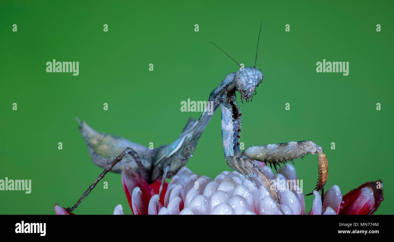 Praying Mantis on Flower Stock Photo - Alamy