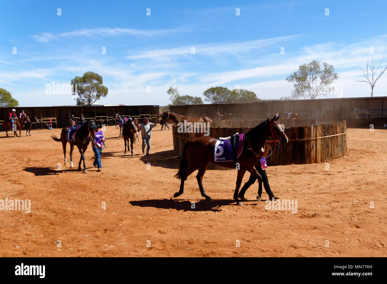 Race horses being exercised before a race, Mt Magnet, Eastern ...