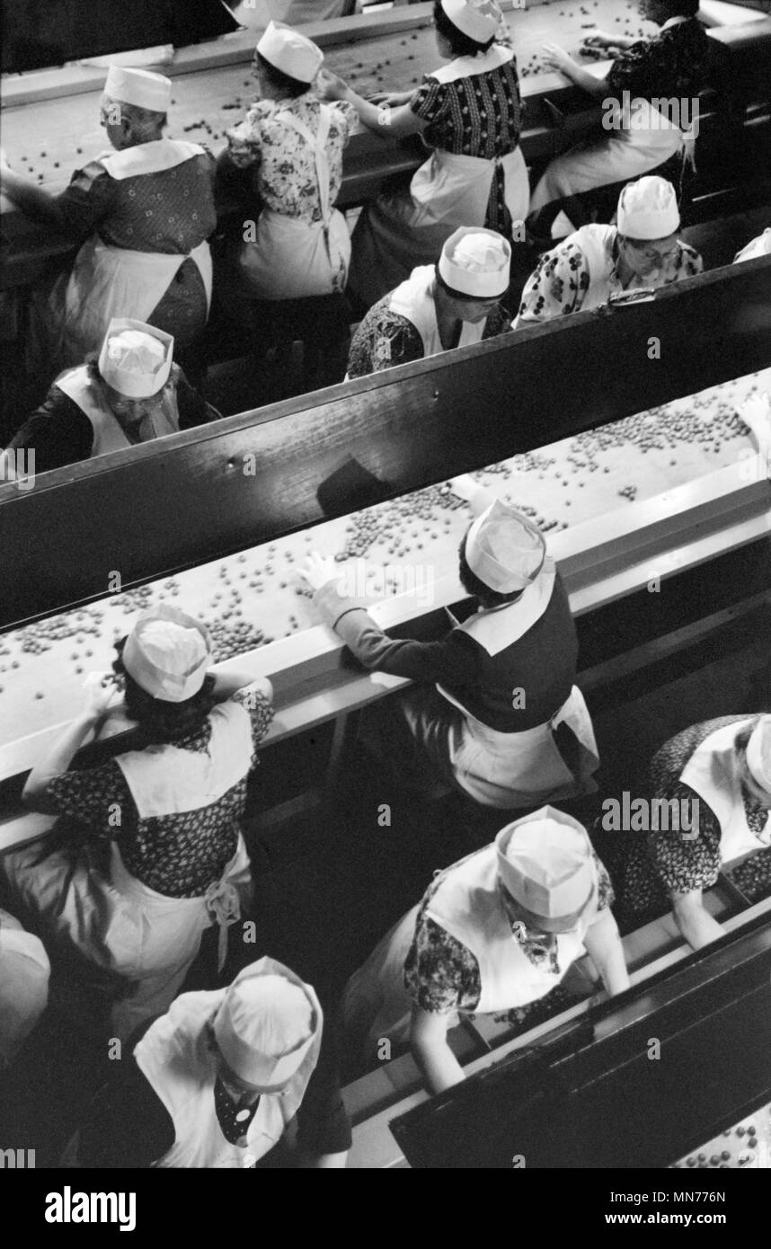 Working in Cherry Canning Plant, Berrien County, Michigan, USA, John ...