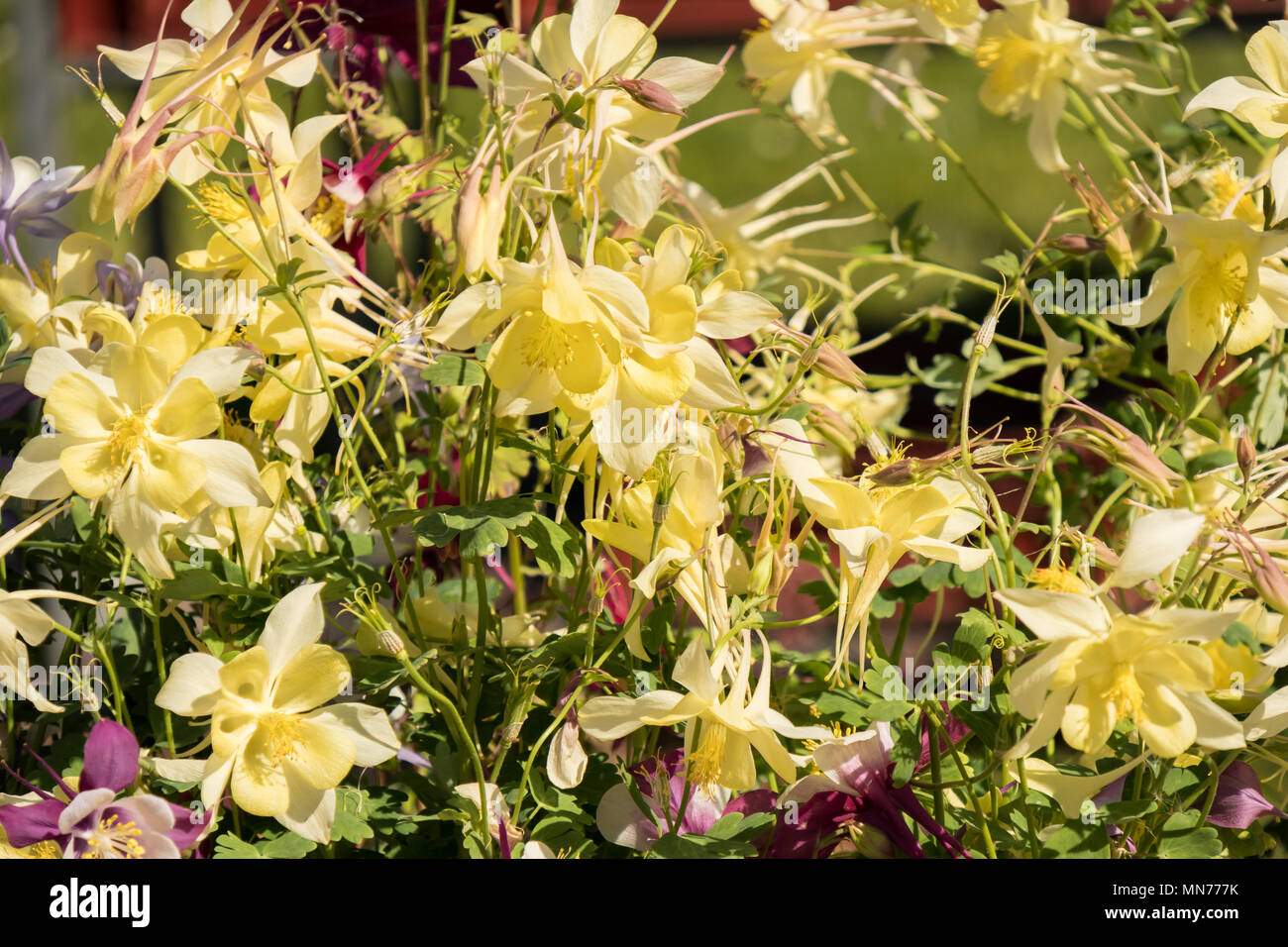 Columbine drops hi-res stock photography and images - Alamy