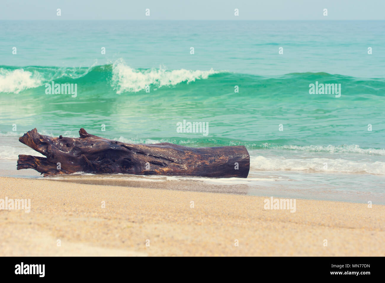trunk on the beach Stock Photo - Alamy