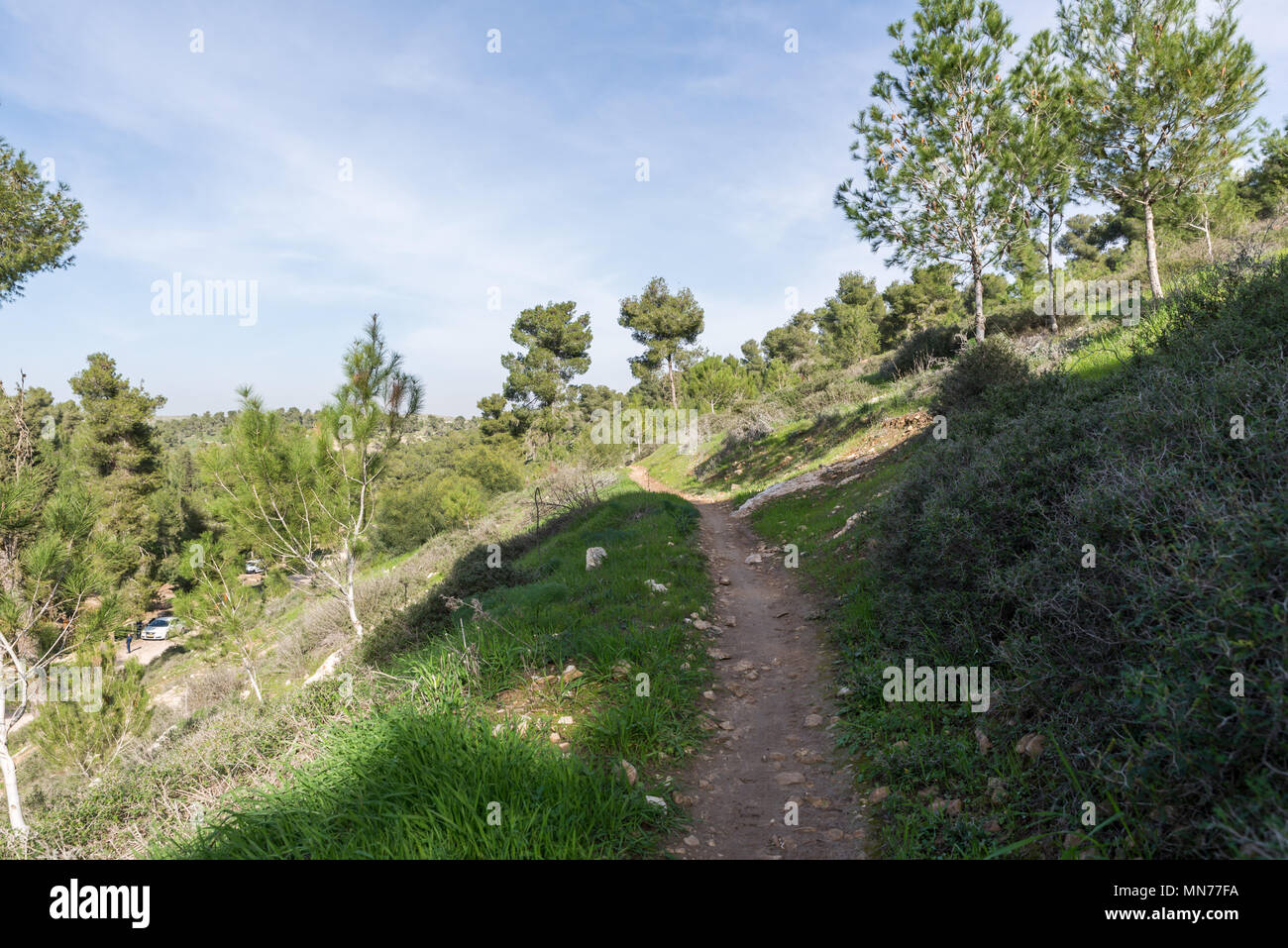 Visiting Lahav Forest in northern Negev, Israel Stock Photo - Alamy