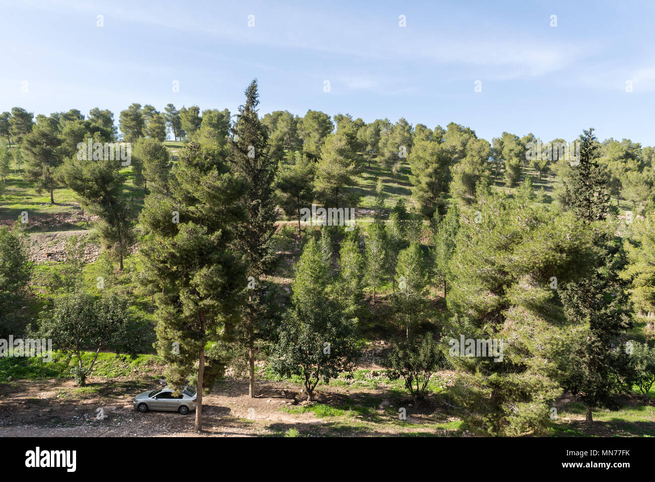 Visiting Lahav Forest in northern Negev, Israel Stock Photo - Alamy