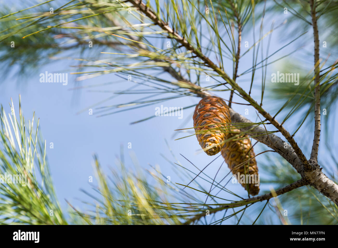 Visiting Lahav Forest in northern Negev, Israel Stock Photo - Alamy