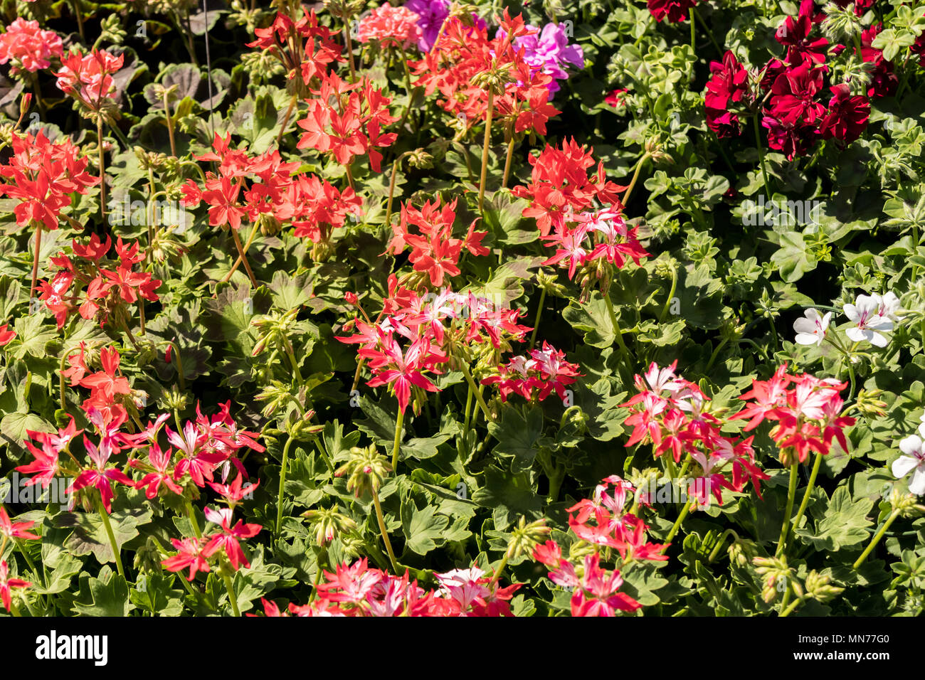 flowering geraniums in a spring flower market Stock Photo - Alamy