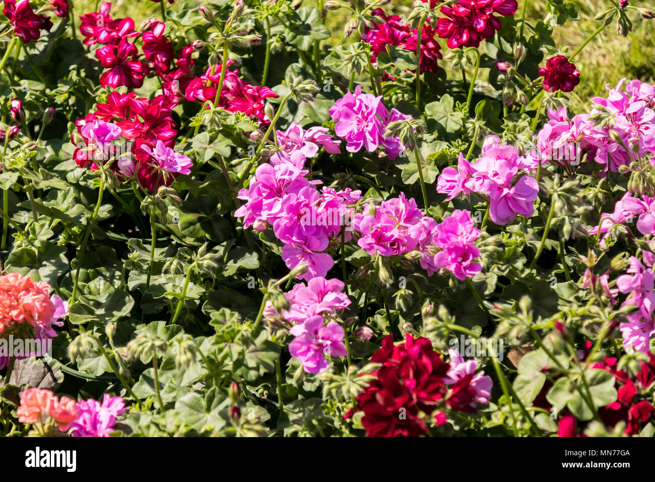 flowering geraniums in a spring flower market Stock Photo - Alamy