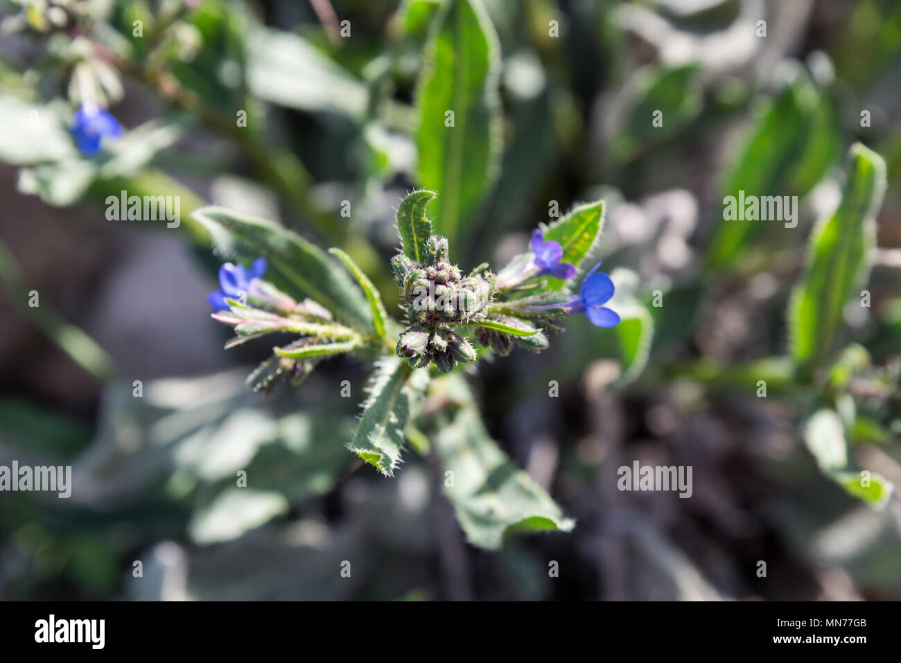 Visiting Lahav Forest in northern Negev, Israel Stock Photo - Alamy