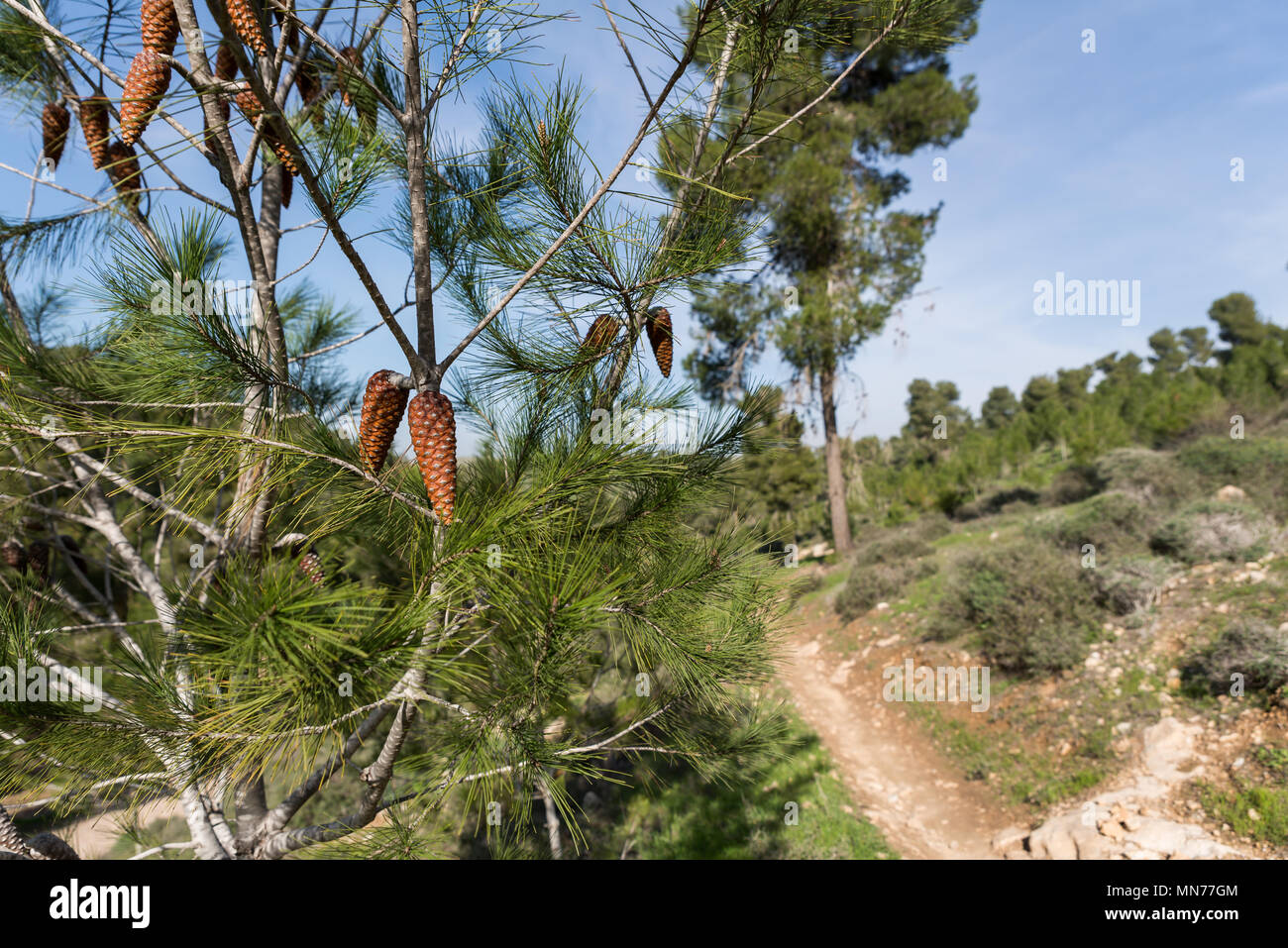 Visiting Lahav Forest in northern Negev, Israel Stock Photo - Alamy