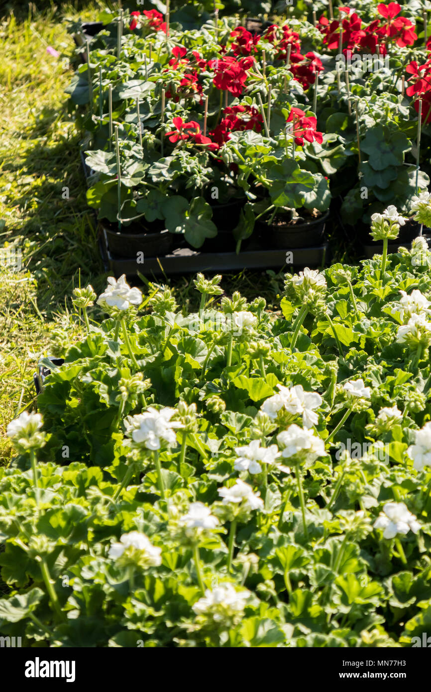flowering geraniums in a spring flower market Stock Photo - Alamy