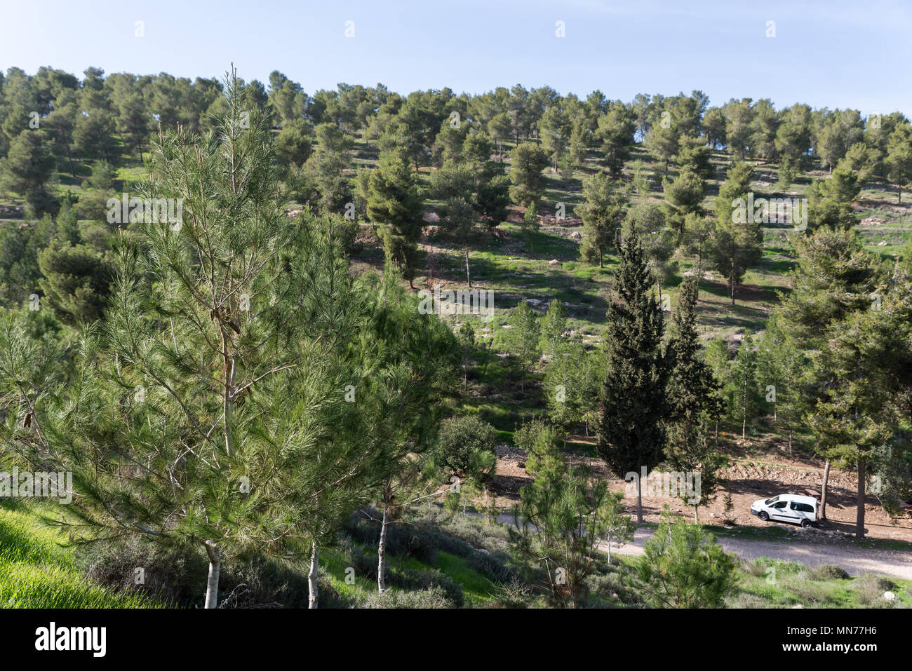 Visiting Lahav Forest in northern Negev, Israel Stock Photo - Alamy