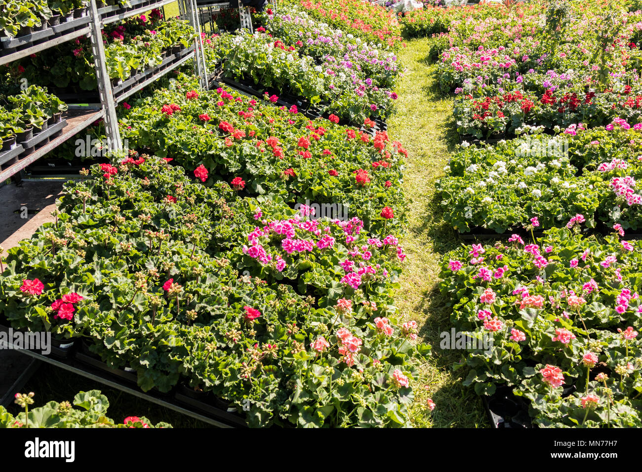 flowering geraniums in a spring flower market Stock Photo - Alamy
