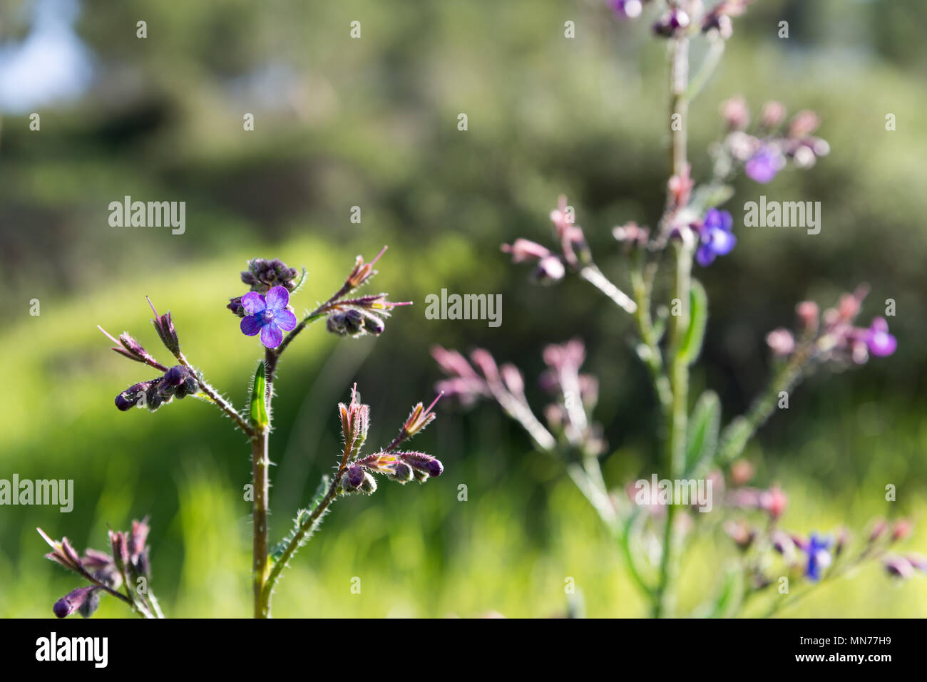 Visiting Lahav Forest in northern Negev, Israel Stock Photo - Alamy