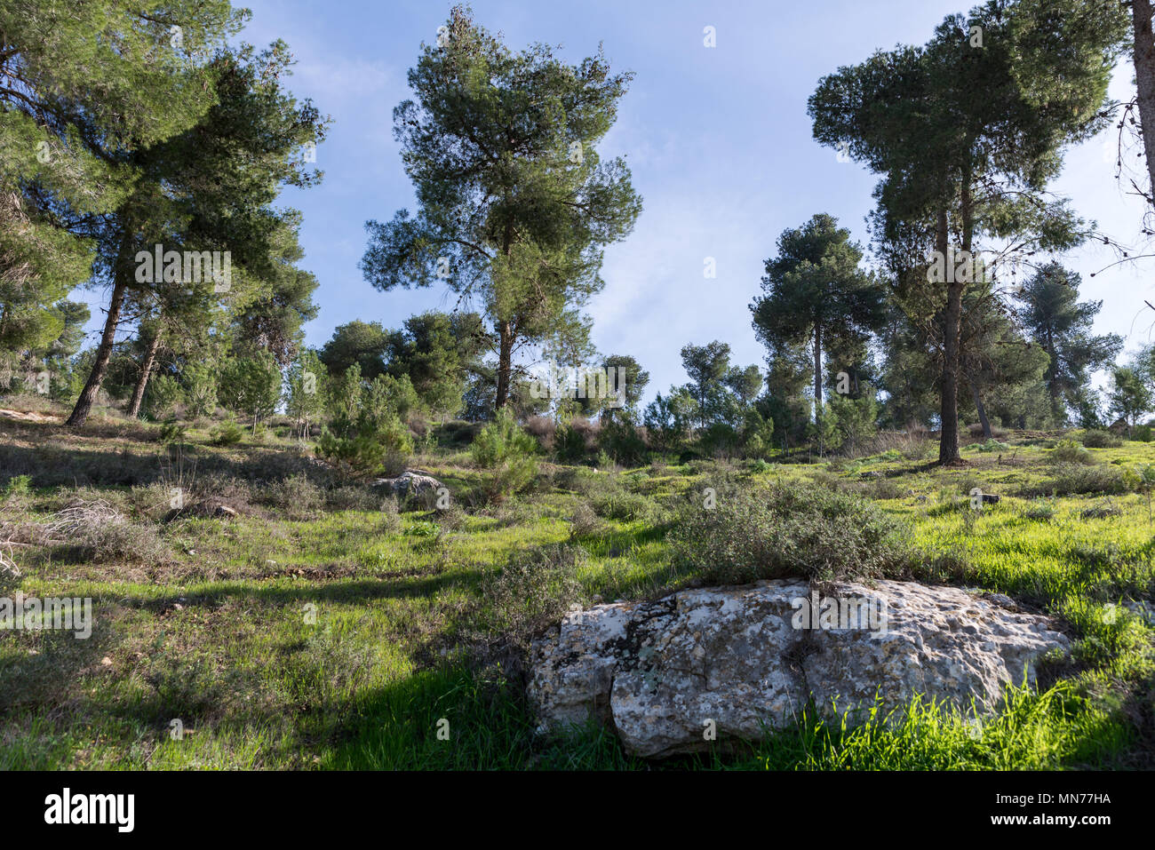 Visiting Lahav Forest in northern Negev, Israel Stock Photo - Alamy