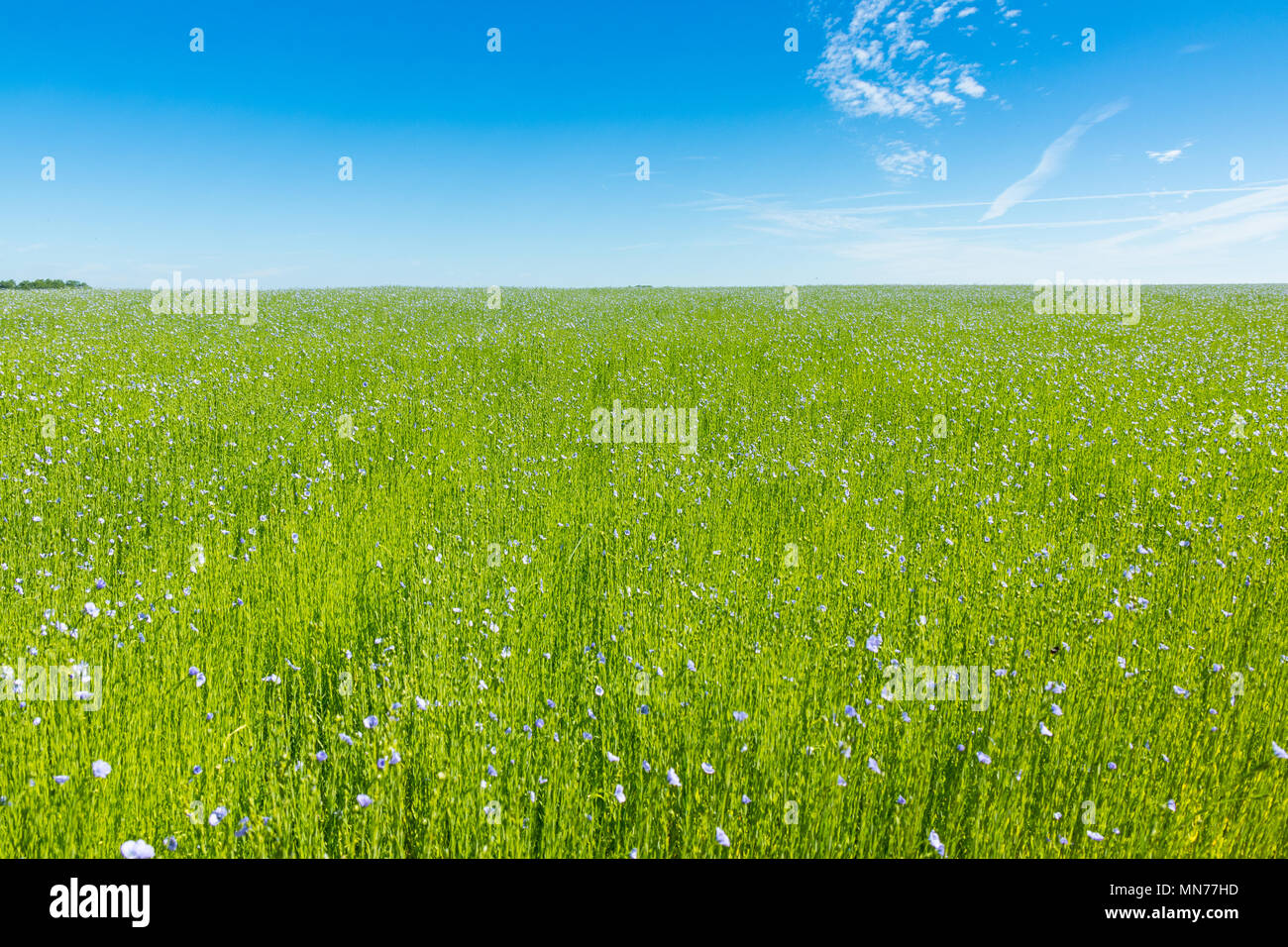 Large field of flax in bloom in spring Stock Photo - Alamy