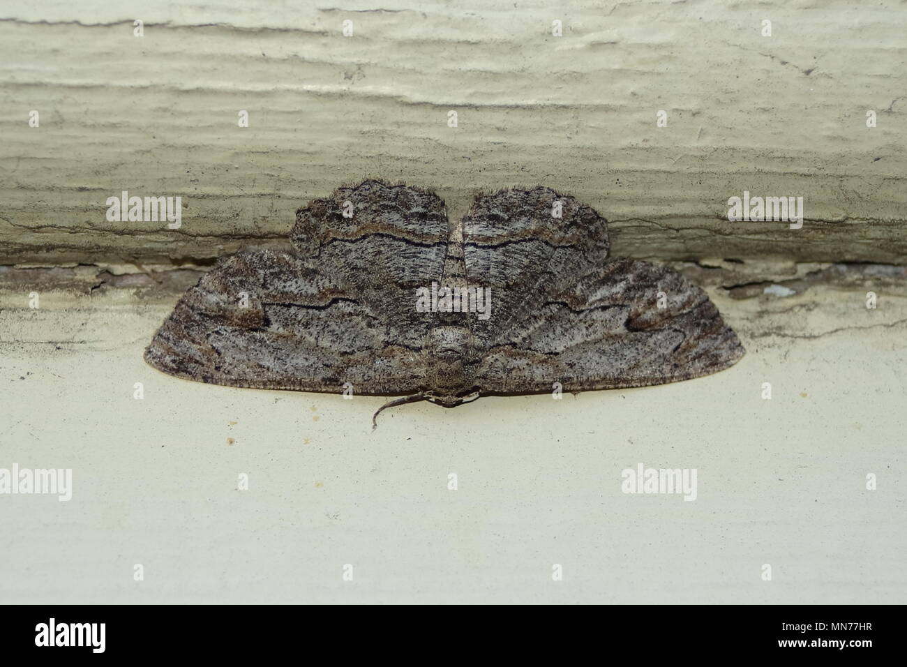 Australia weatherboard house hi-res stock photography and images - Alamy