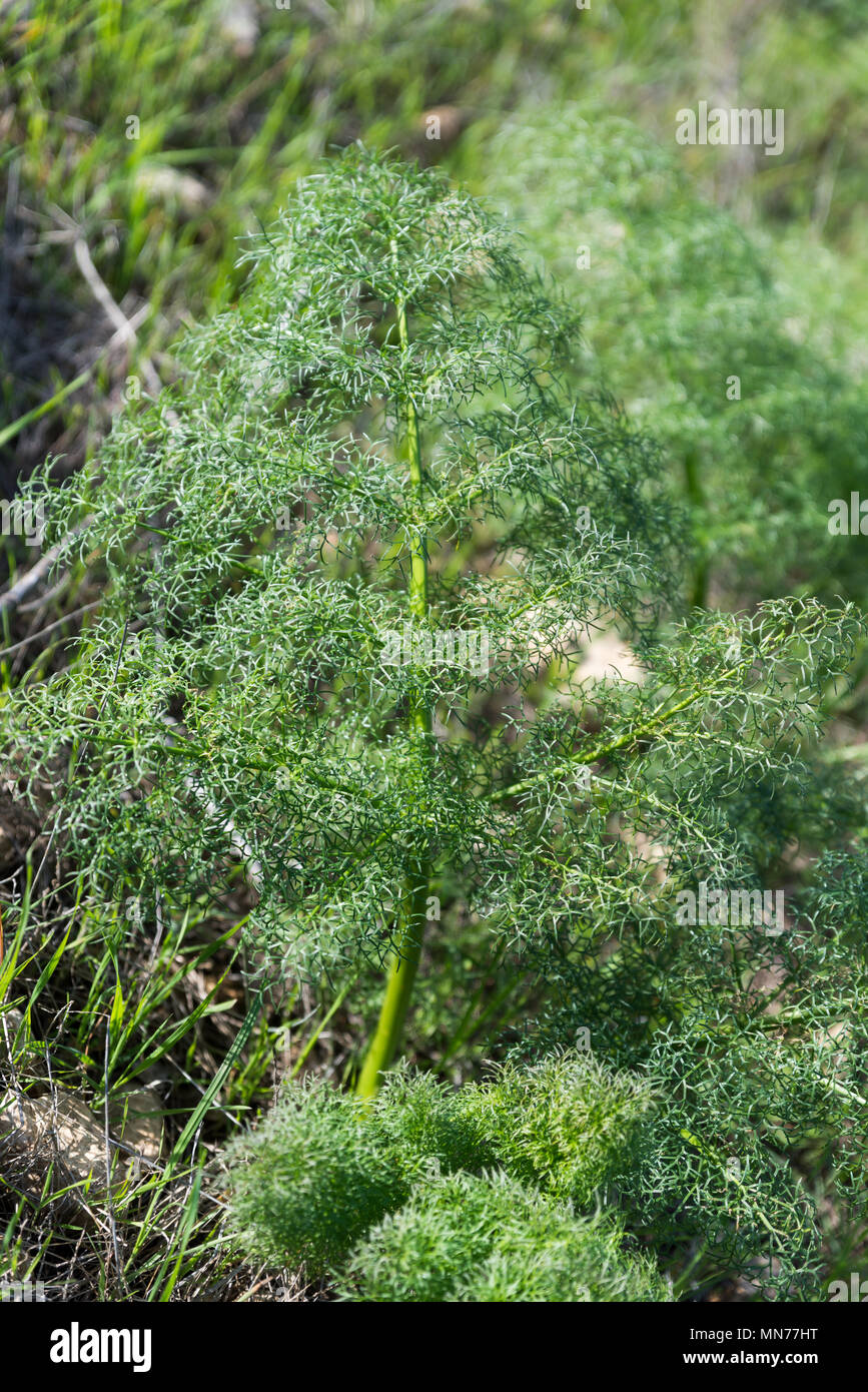 Lahav hi-res stock photography and images - Alamy