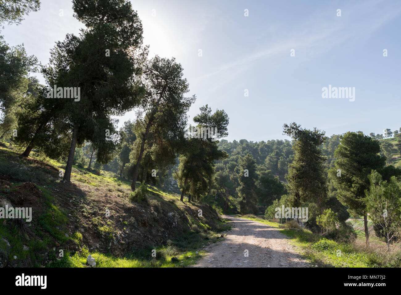 Visiting Lahav Forest in northern Negev, Israel Stock Photo - Alamy