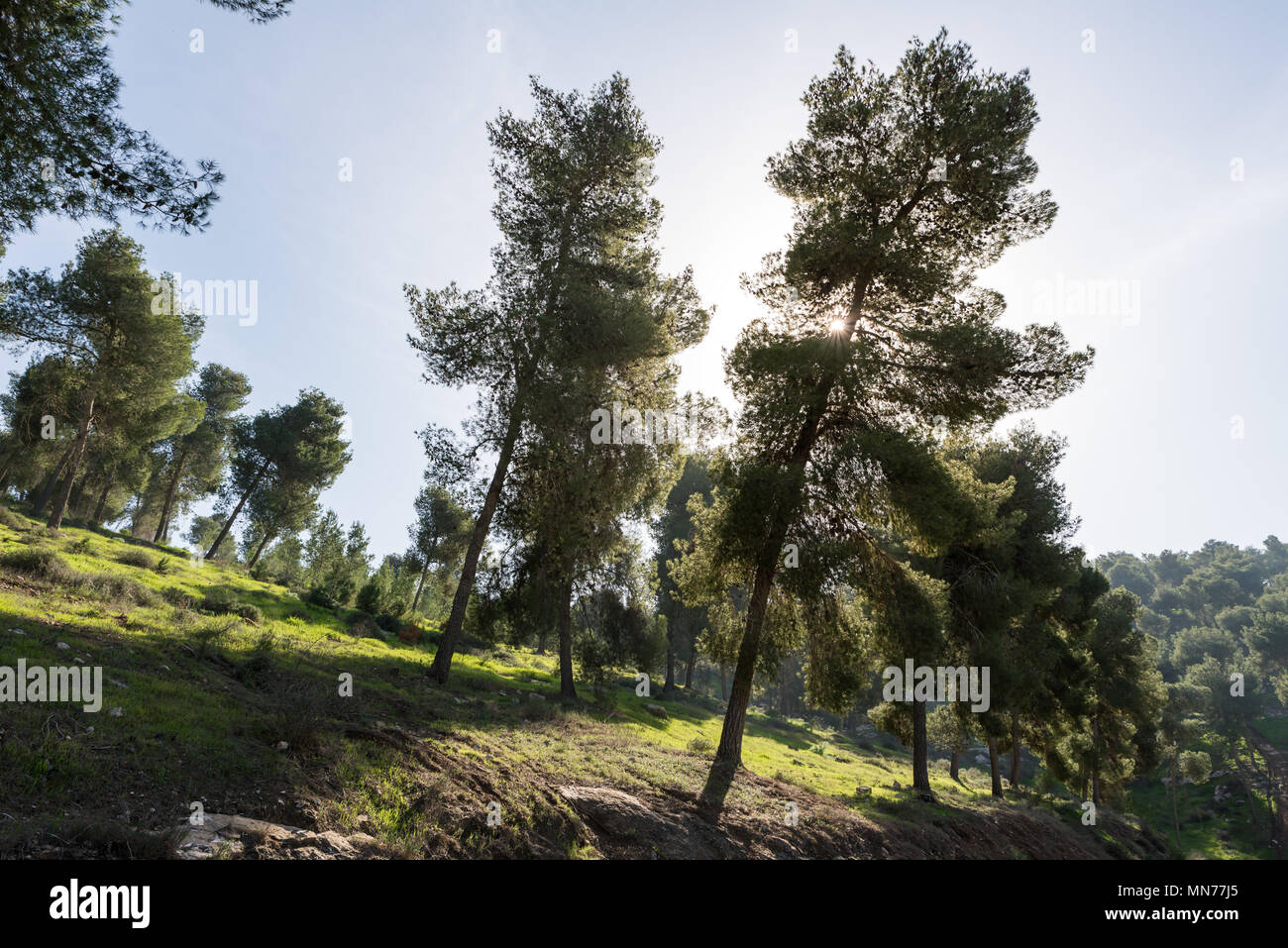 Visiting Lahav Forest in northern Negev, Israel Stock Photo - Alamy
