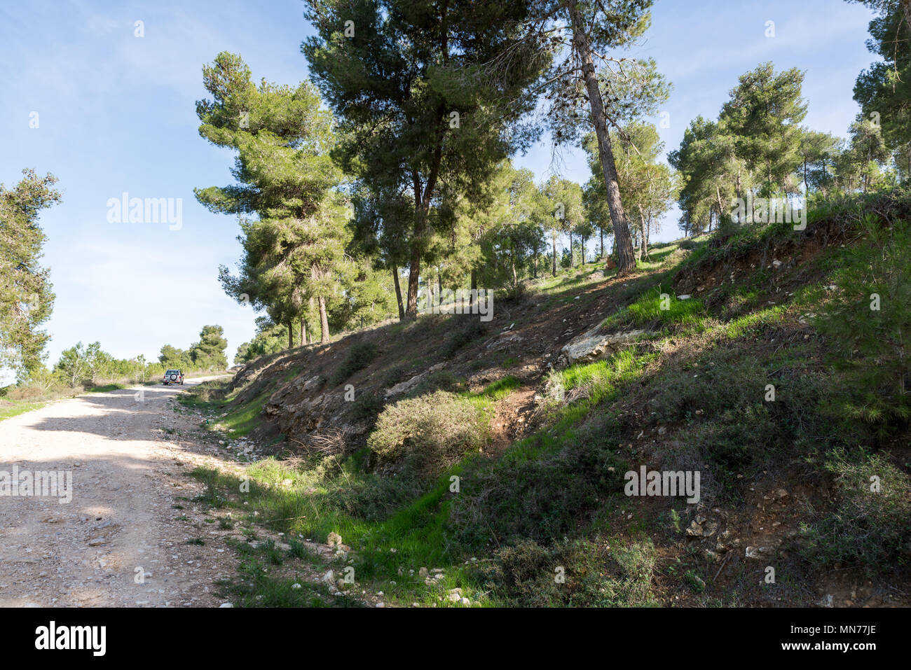Visiting Lahav Forest in northern Negev, Israel Stock Photo - Alamy