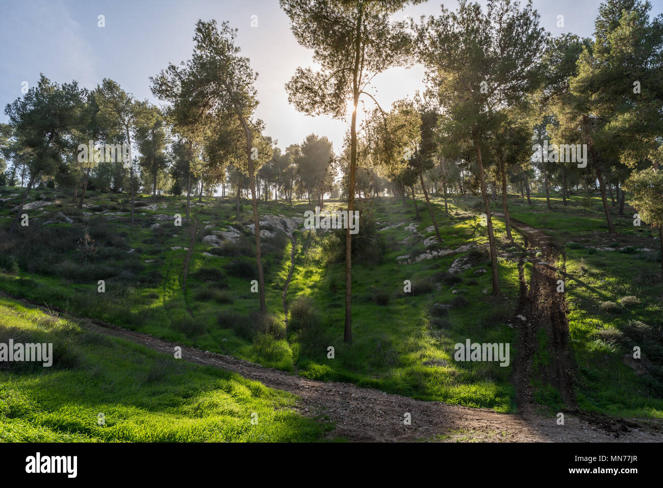 Visiting Lahav Forest in northern Negev, Israel Stock Photo - Alamy
