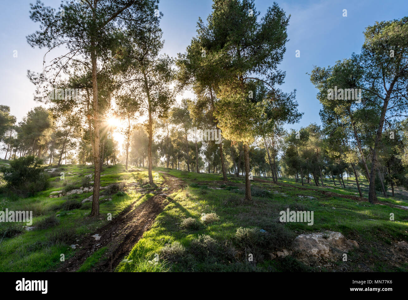 Visiting Lahav Forest in northern Negev, Israel Stock Photo - Alamy