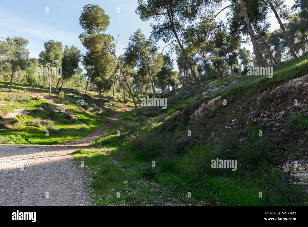 Visiting Lahav Forest in northern Negev, Israel Stock Photo - Alamy