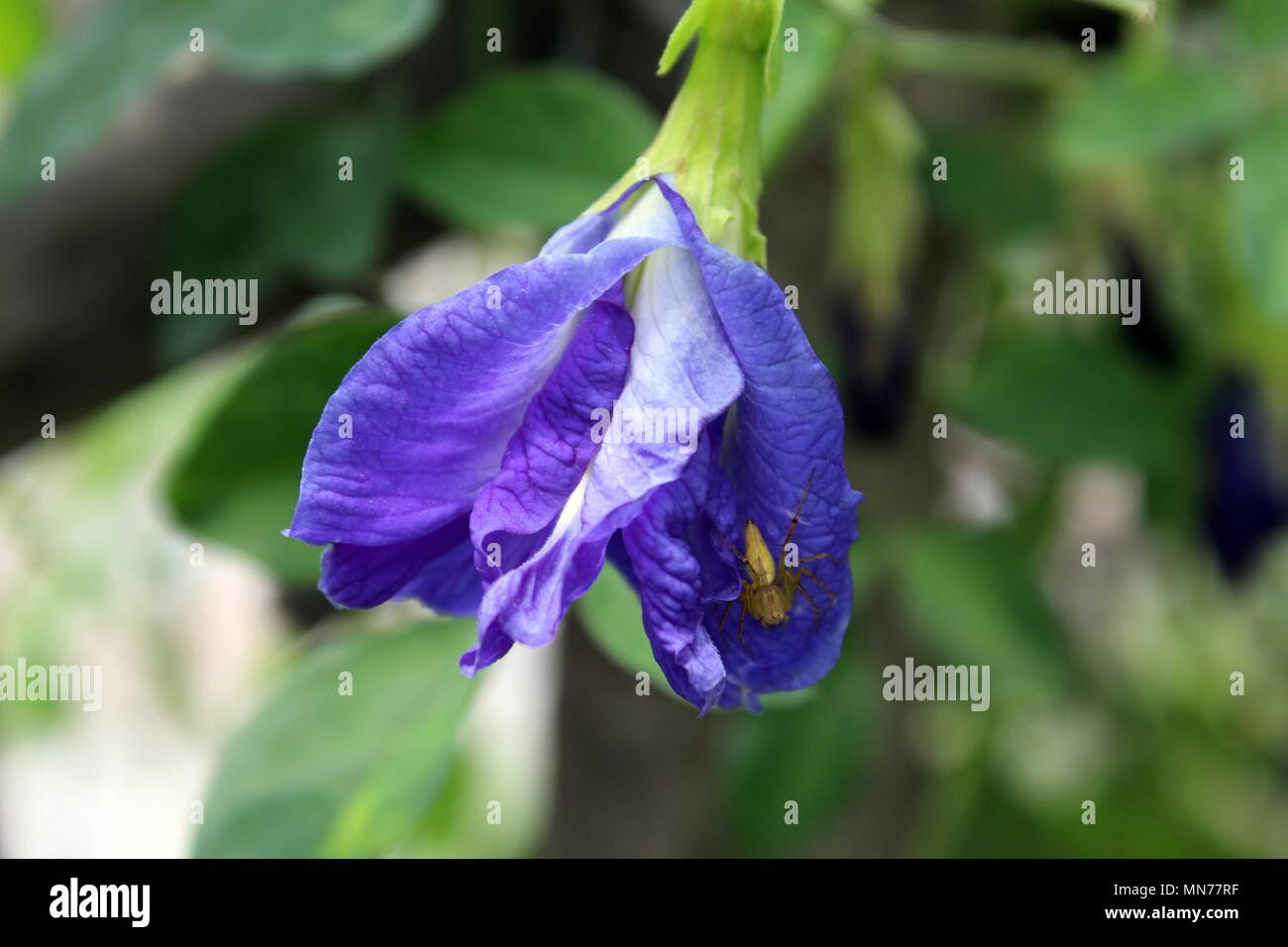 Blue Clitoria Ternatea flower blossoming in garden on spring Stock ...