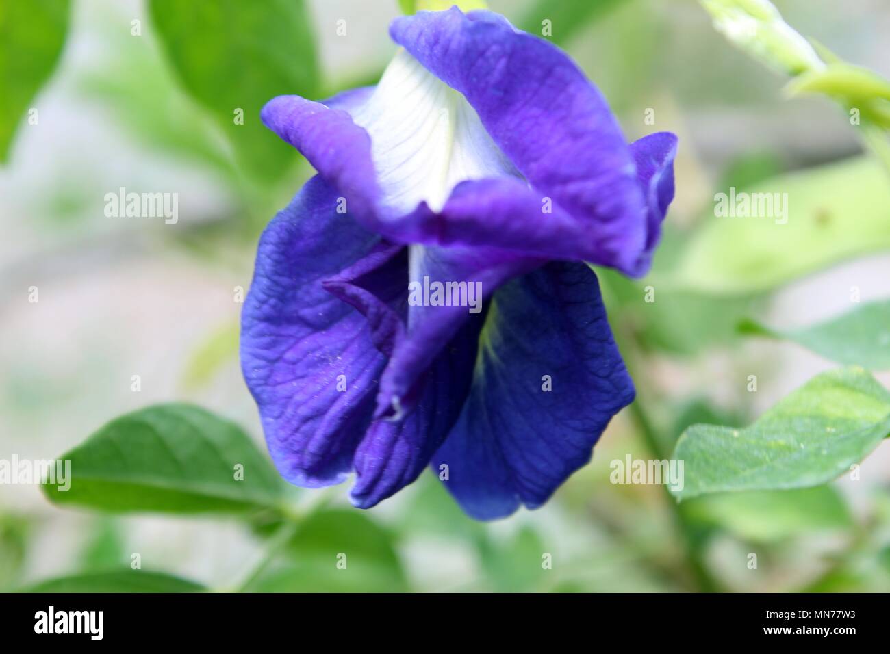 Blue Clitoria Ternatea flower blossoming in garden on spring Stock ...